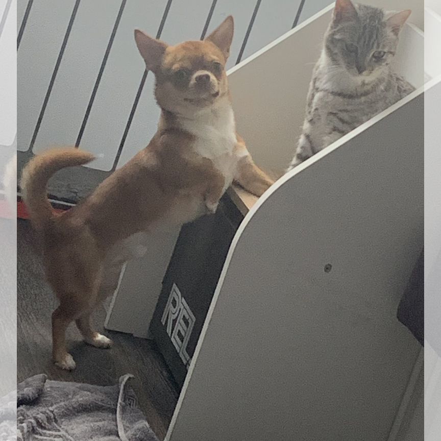 Чихуахуа, щенок