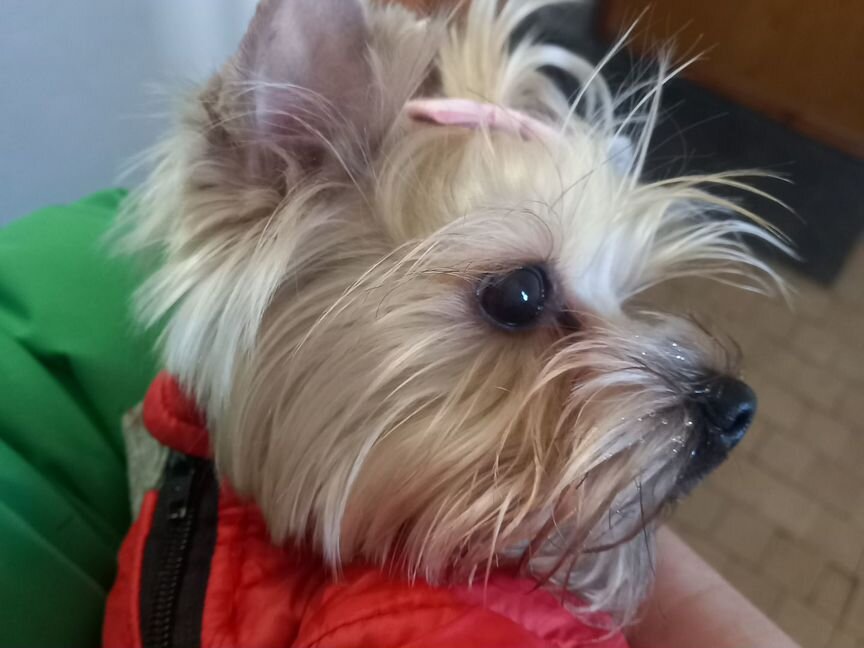 Собака йоркширский терьер