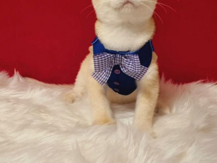 Шотландский мальчик SFS 71ny12