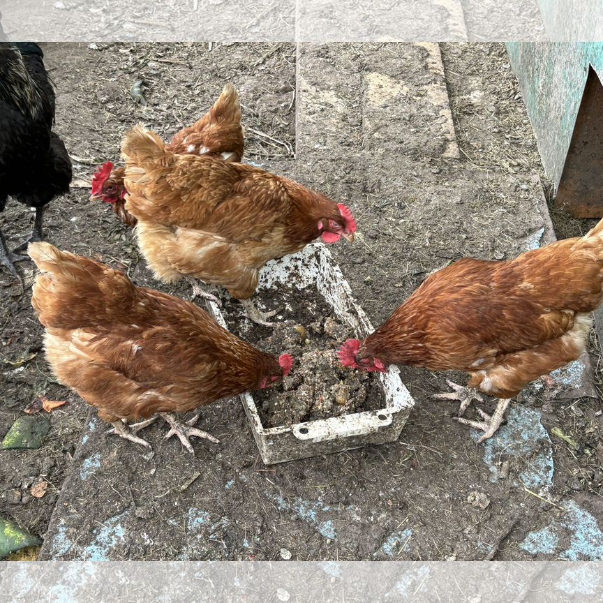 Куры несушки продам