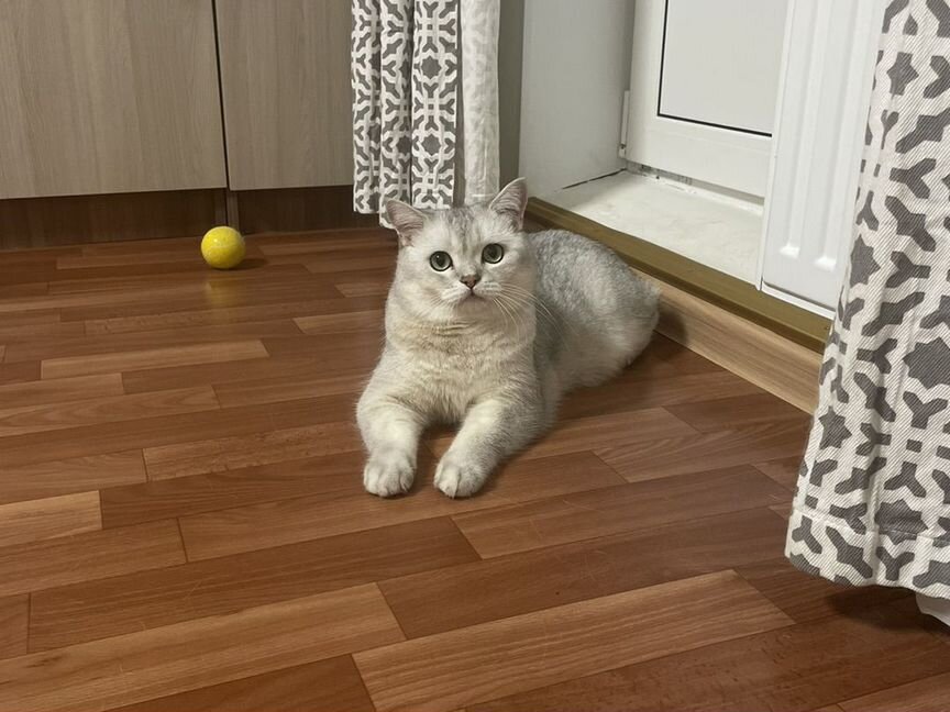 Британский кот