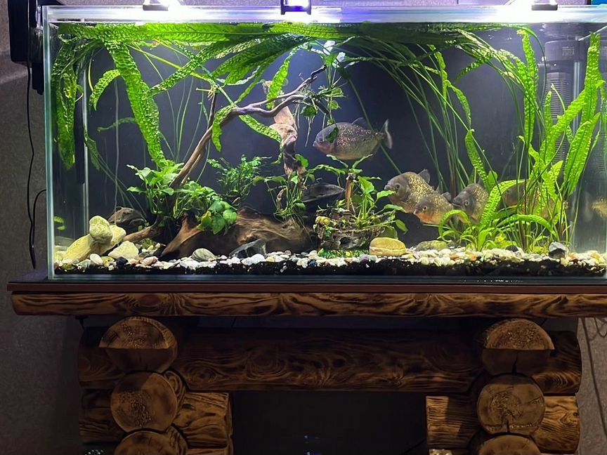 Пиранья рыба