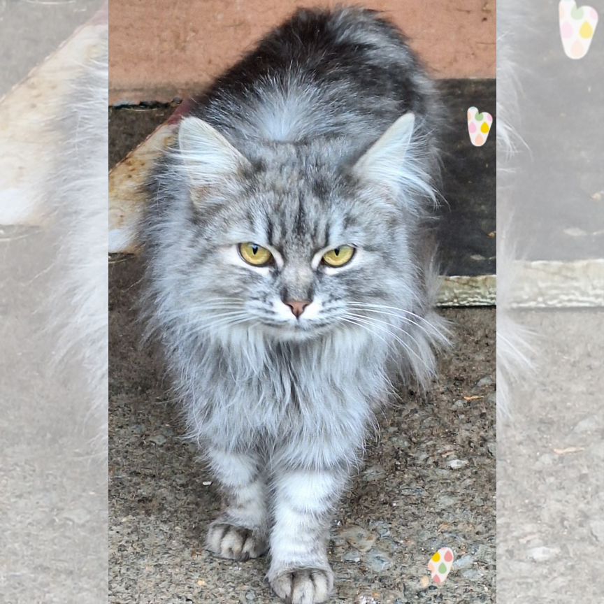 Котята в добрые руки бесплатно девочка