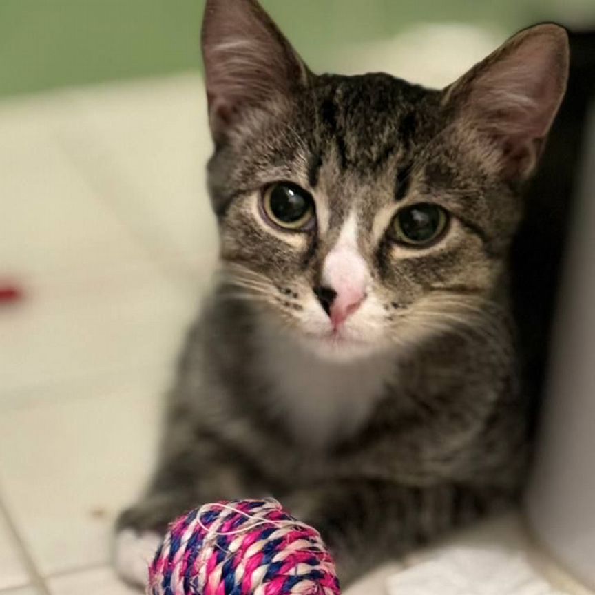 Котёнок в добрые руки