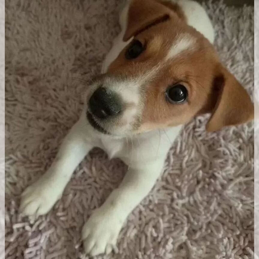 Джек-рассел-терьер, щенок