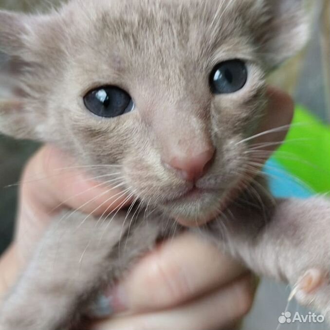 Продаются Ориентальные (Лиловые) котята