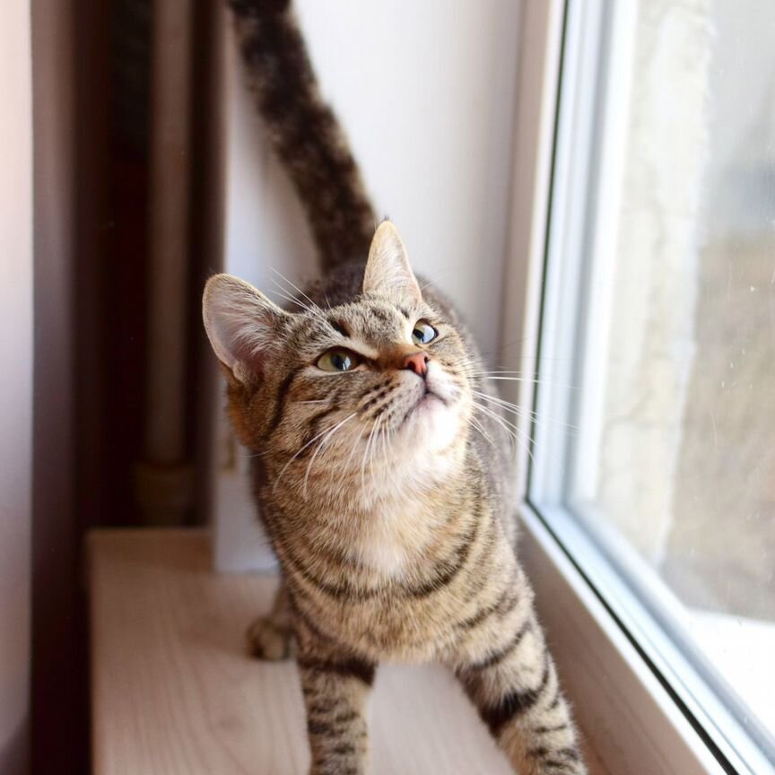 Котенок девочка