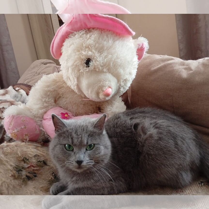 Умница кошка