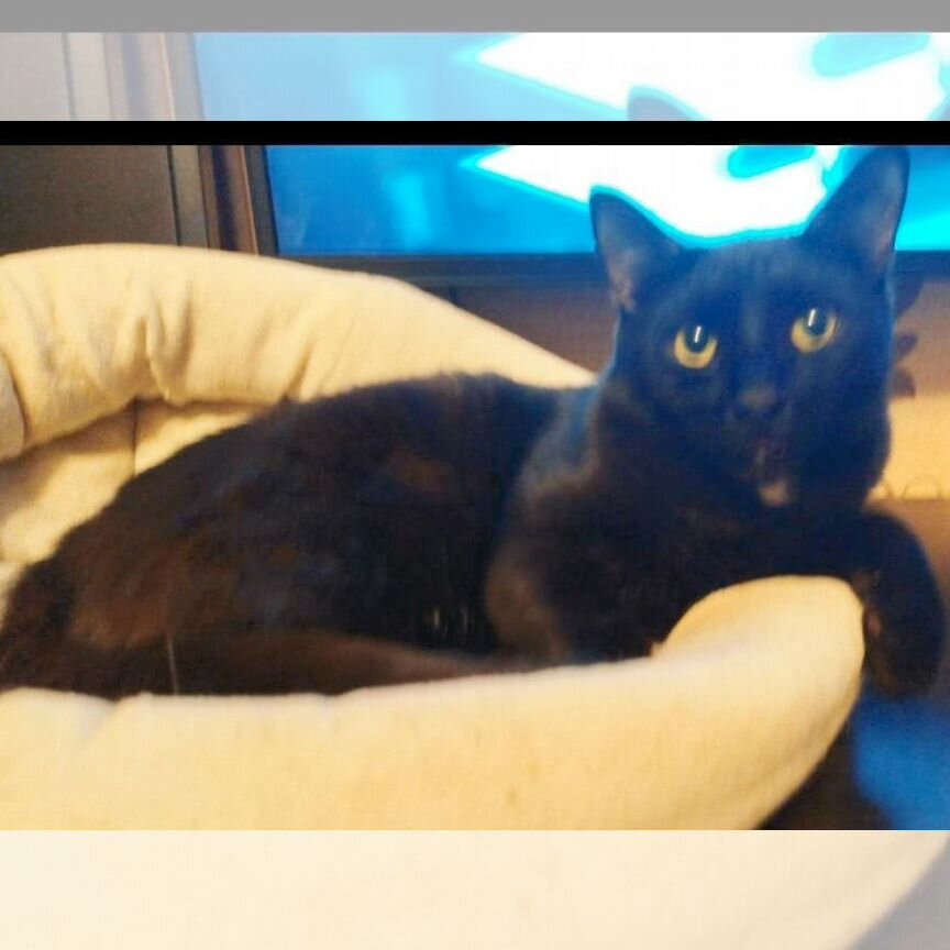 Котик 1.5 года