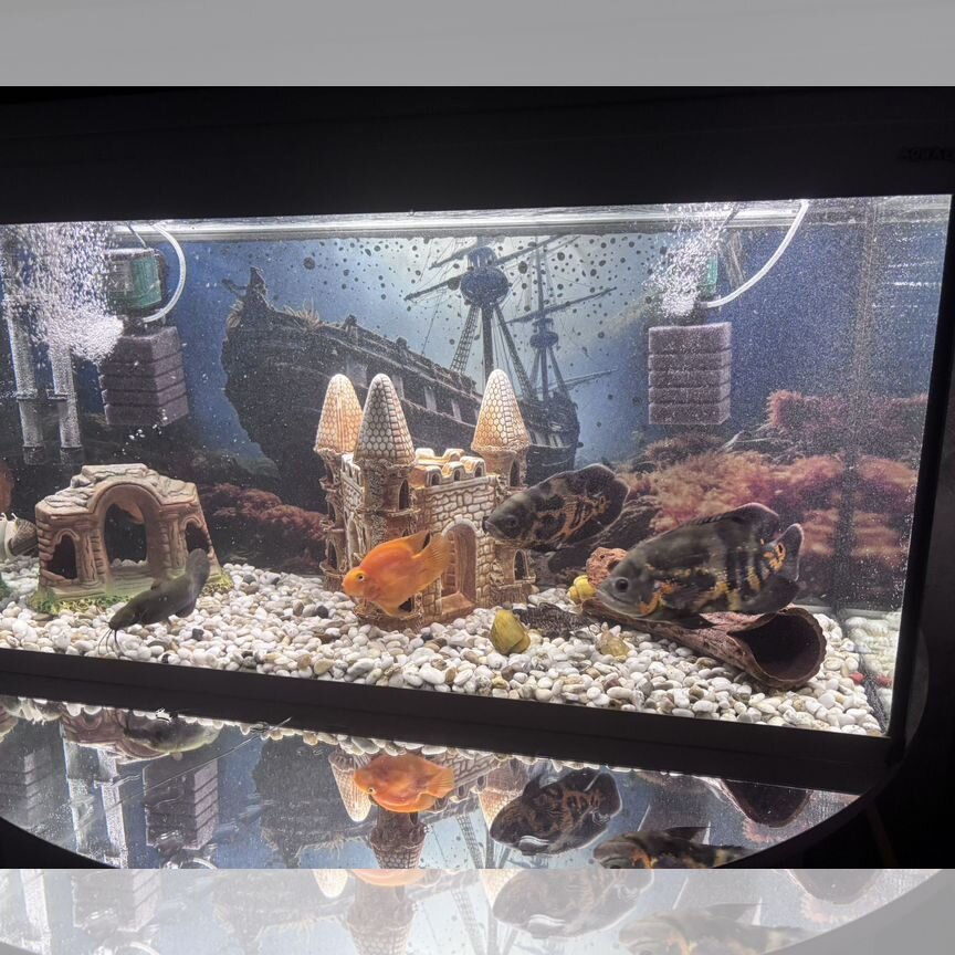 Аквариум с тумбой 250 литров с рыбами