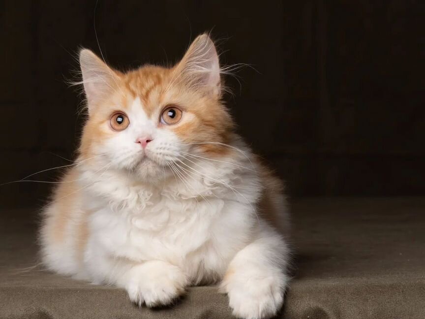 Гаврюша, британский котик
