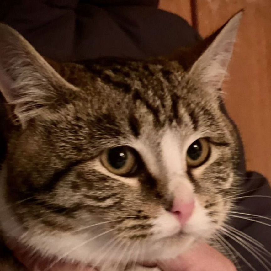 Котик Коржик в добрые руки 6 мес