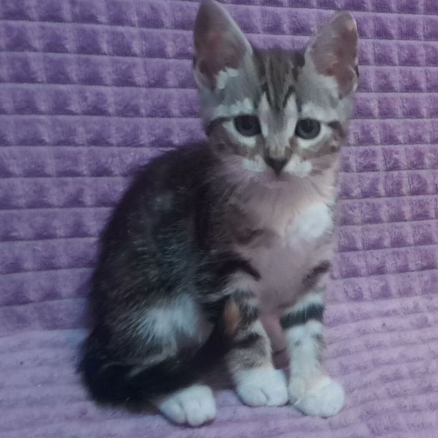 Британский короткошёрстный котёнок