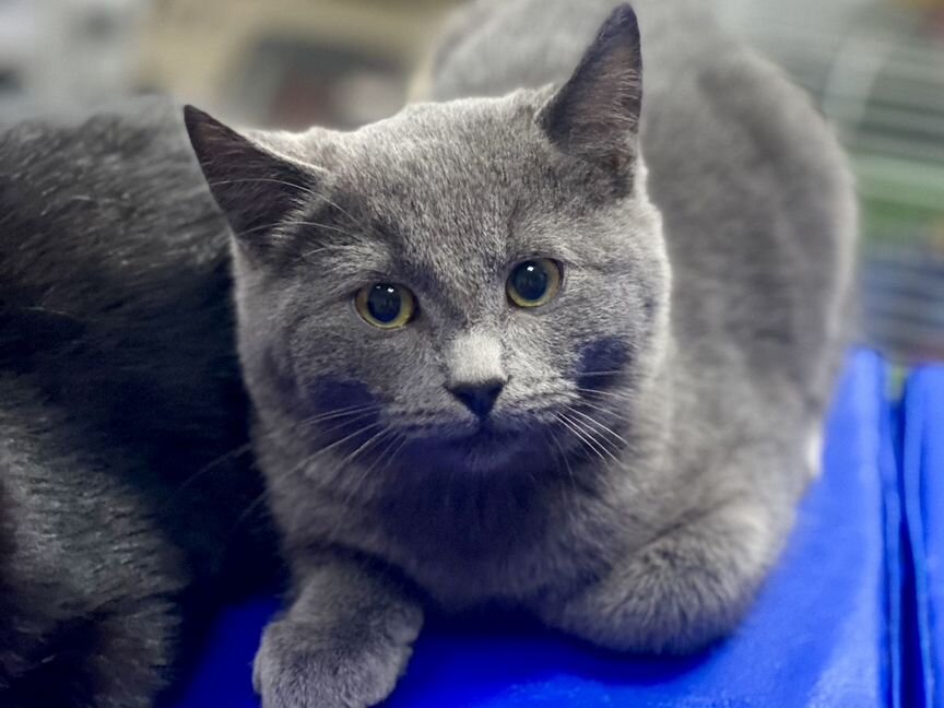 Котенок помесь британца в добрые руки