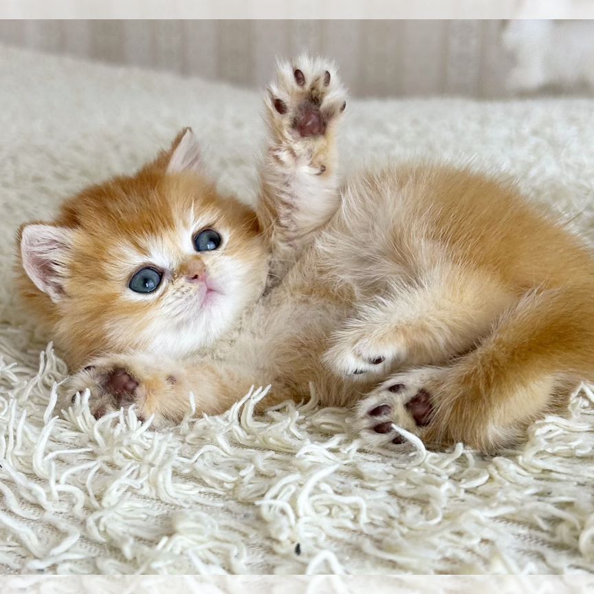 Британский короткошёрстный котёнок