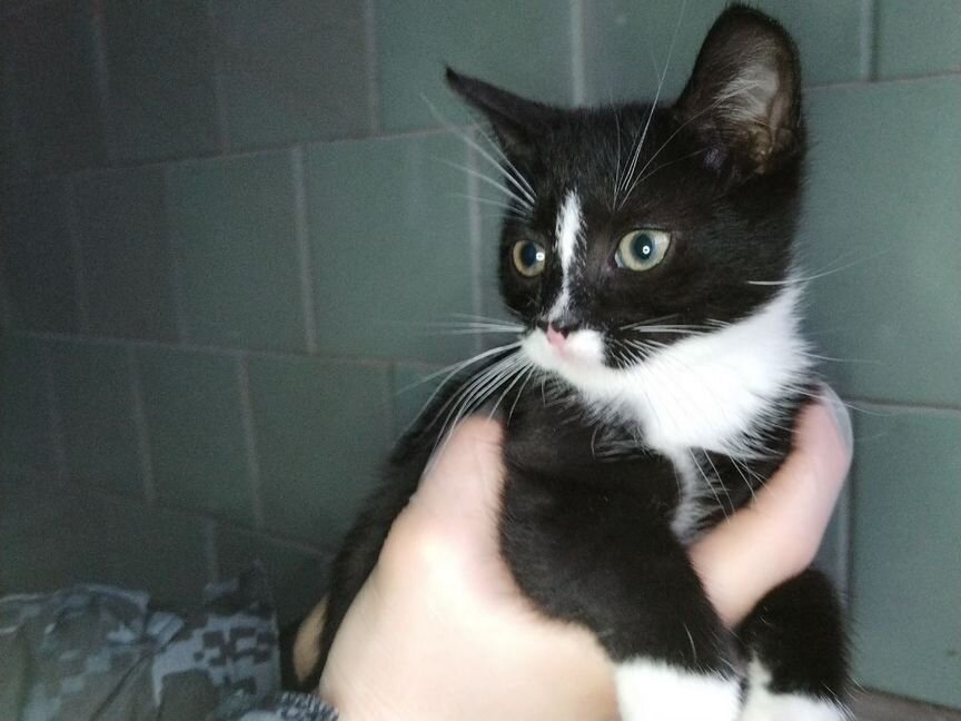 Котенок мальчик в добрые руки