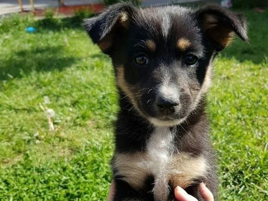 Лучший щенок для частного двора в заботливые руки