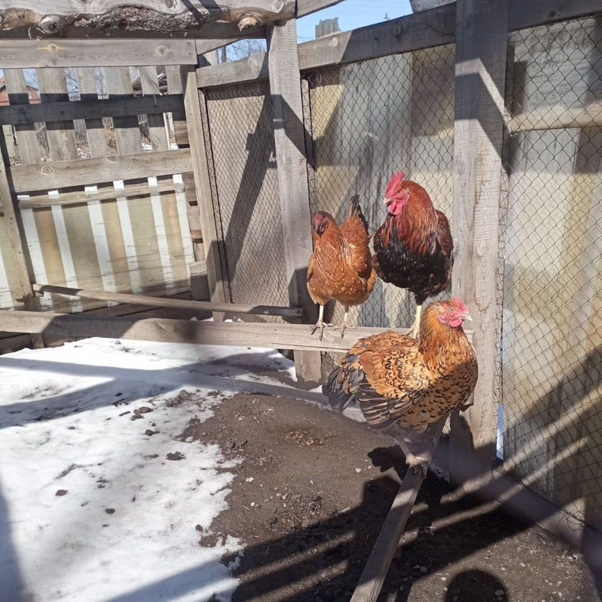 Куры Кучинские, куры, курицы