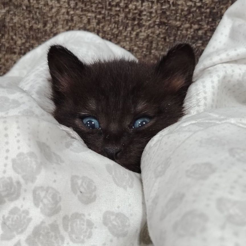 Котенок мальчик 1 месяц