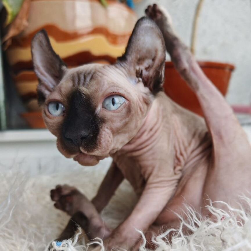 Эльф котёнок