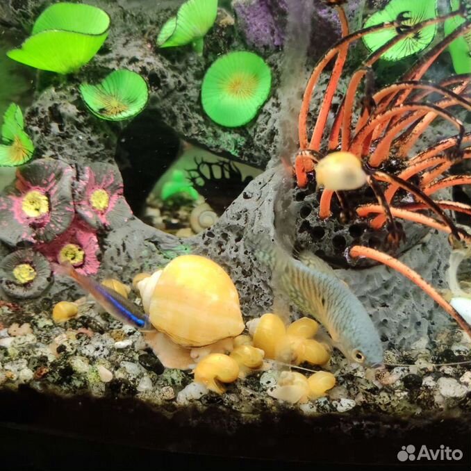 Ампулярии молодняк