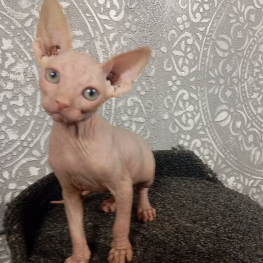 Канадский сфинкс котенок девочка