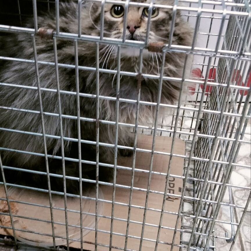 Котику нужна передержка