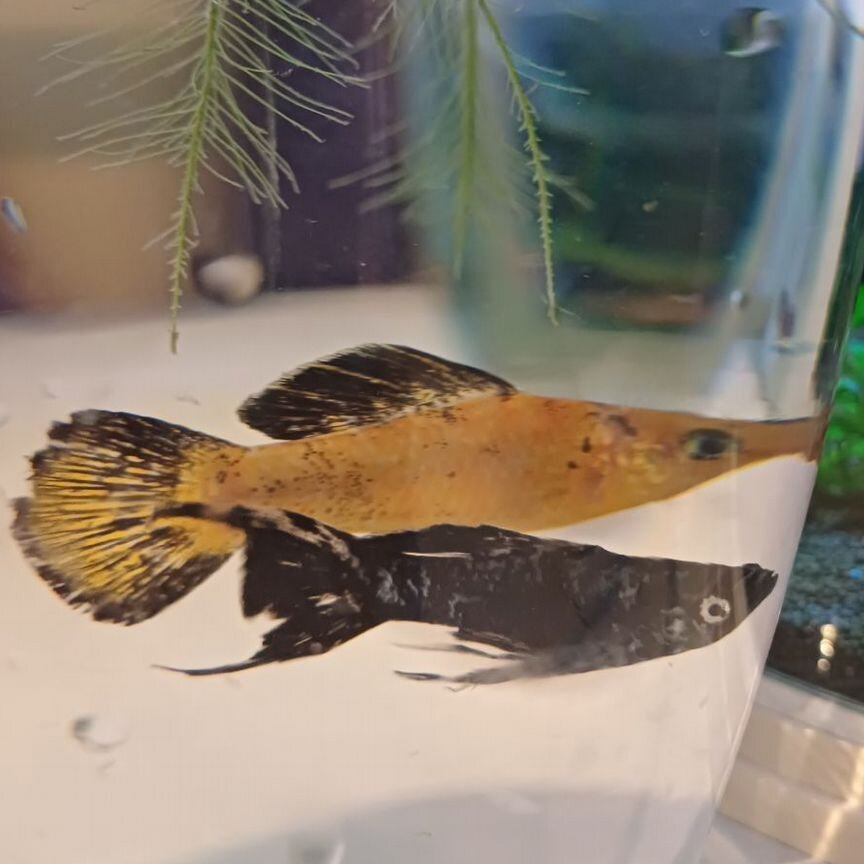 Рыбки моллинезии пара