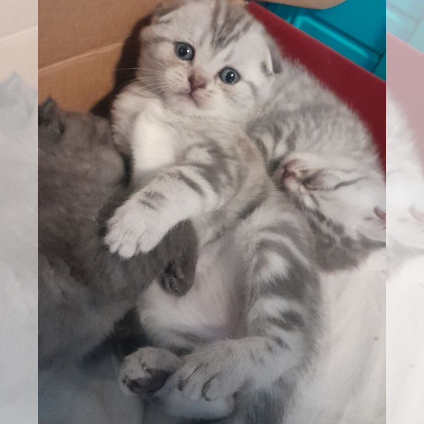 Шотландский вислоухий короткошёрстный котёнок