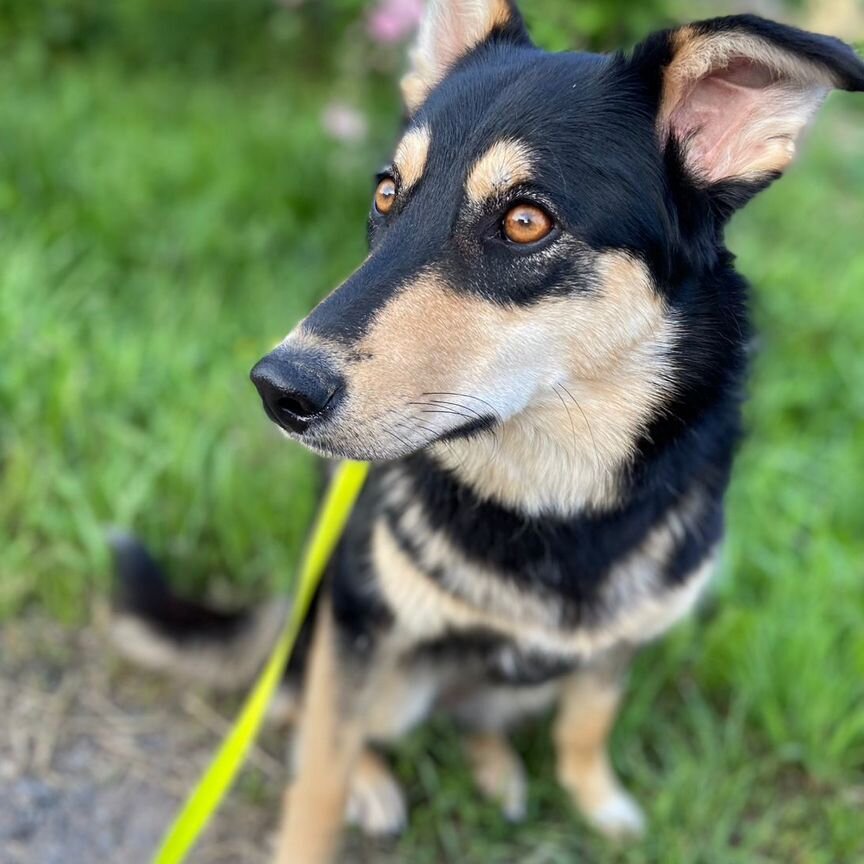 Взрослая собака в добрые руки