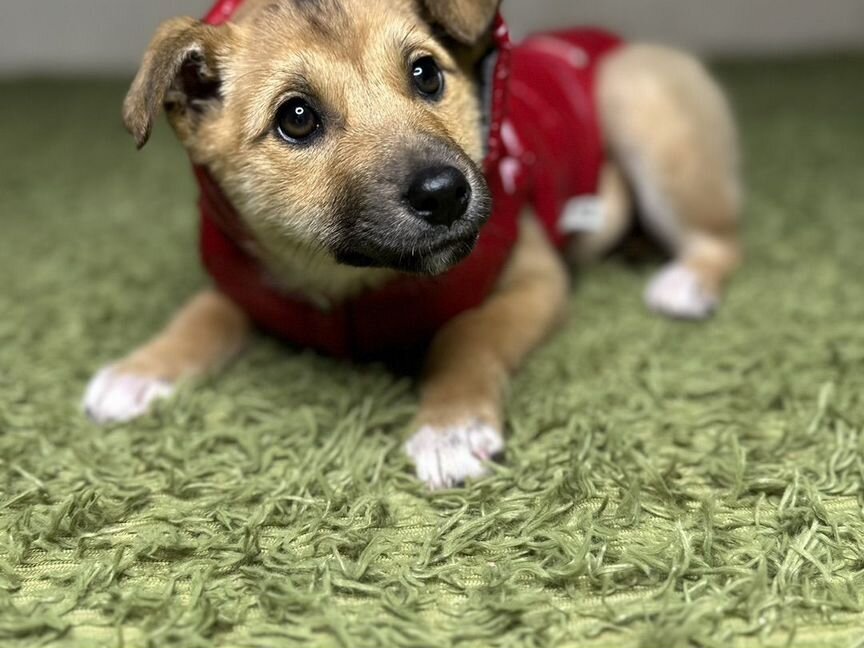 Щенок в добрые руки