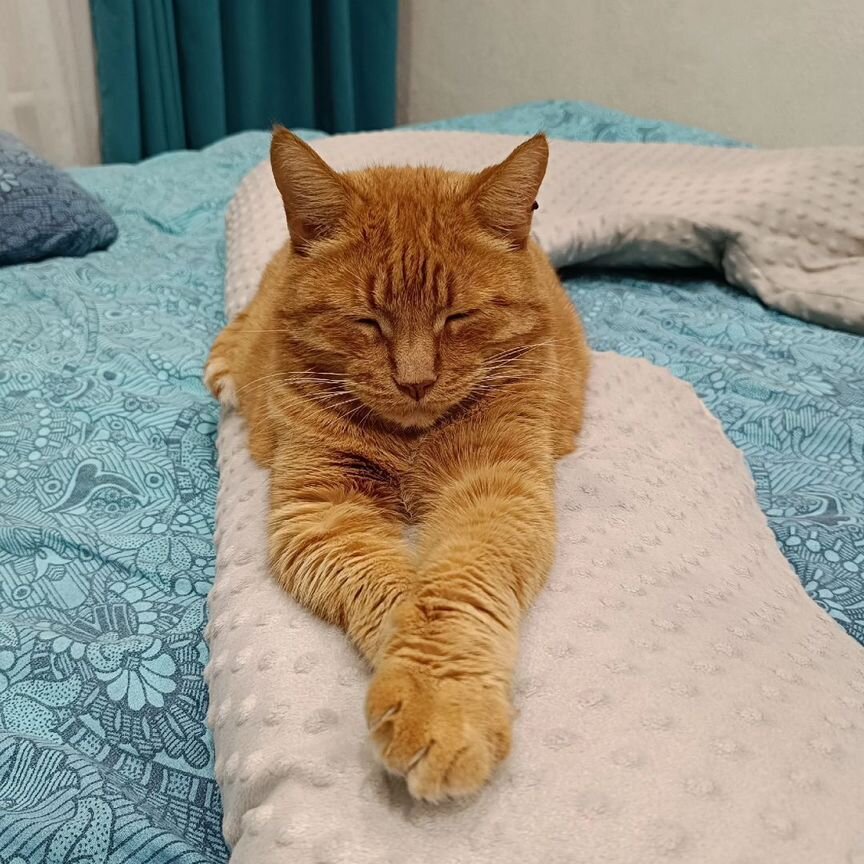 Рыжий кот
