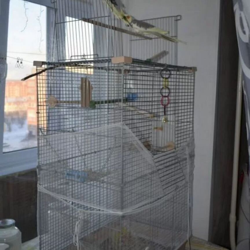 Попугай корелла