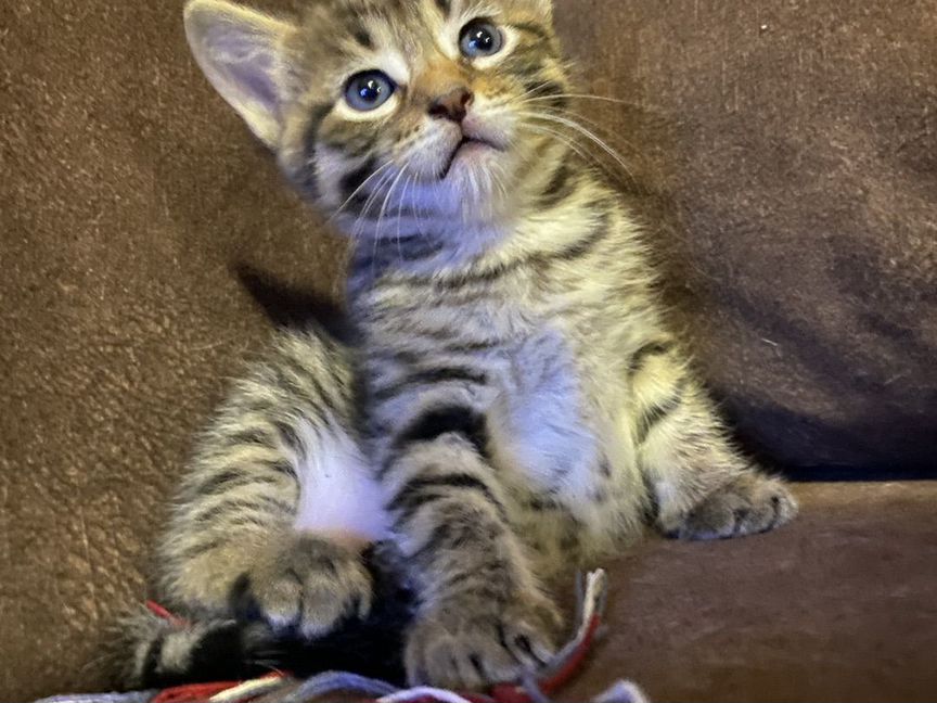 Бенгальские котята