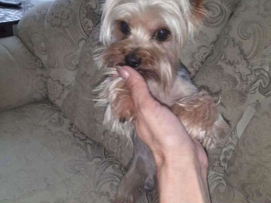 Йоркширский терьер