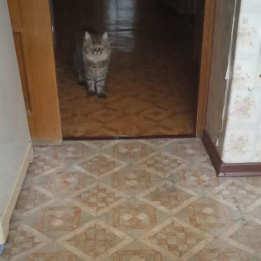 Котёнок от частного владельца