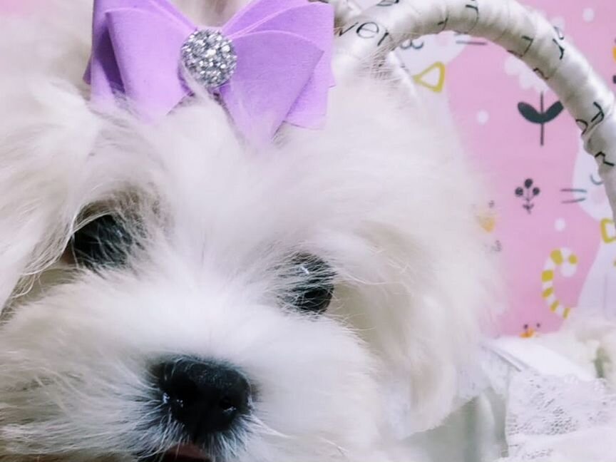 Мальтийская Болонка. Девочка Мальтезе. РКФ. Щенки