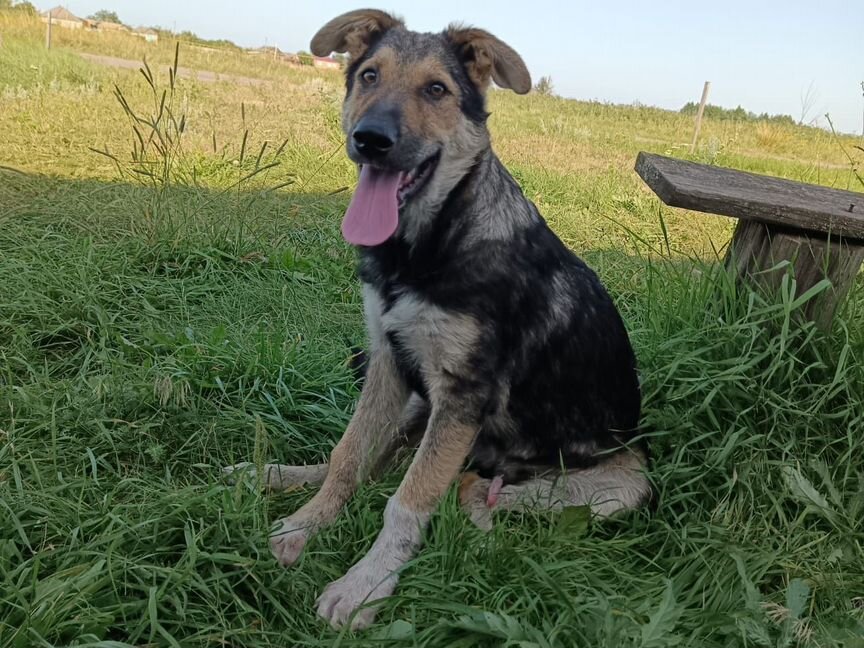 Щенок в добрые руки бесплатно