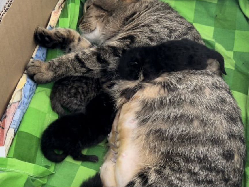 Котята в добрые руки бесплатно