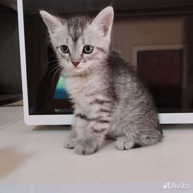 Красивые котята