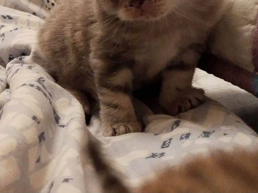Продам шотландских котят