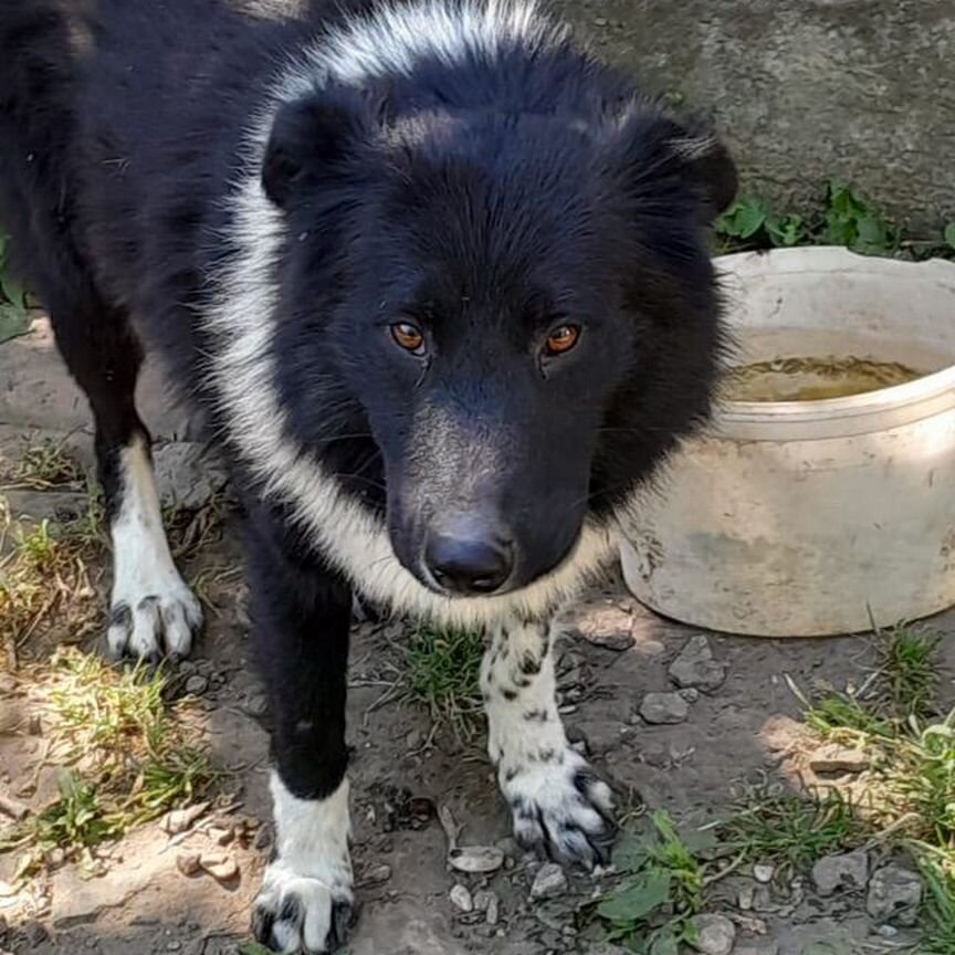 В добрые руки