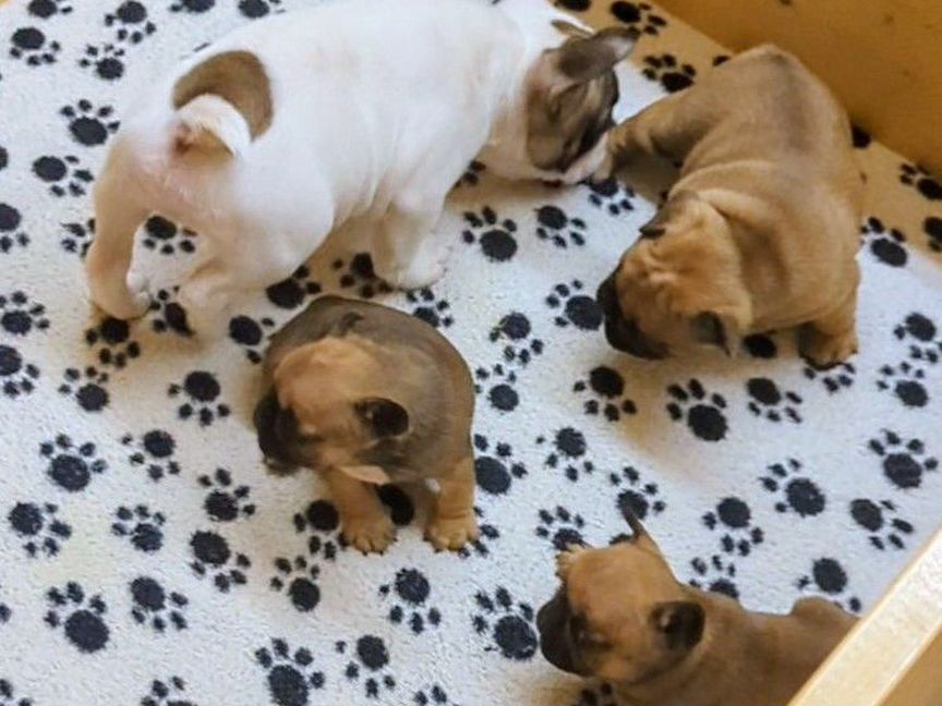 Щенок французского бульдога 1 мес мальчик девочка