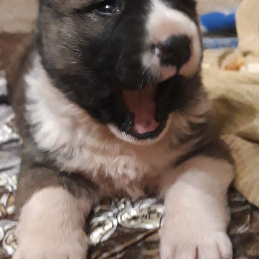 Алабай с Акита