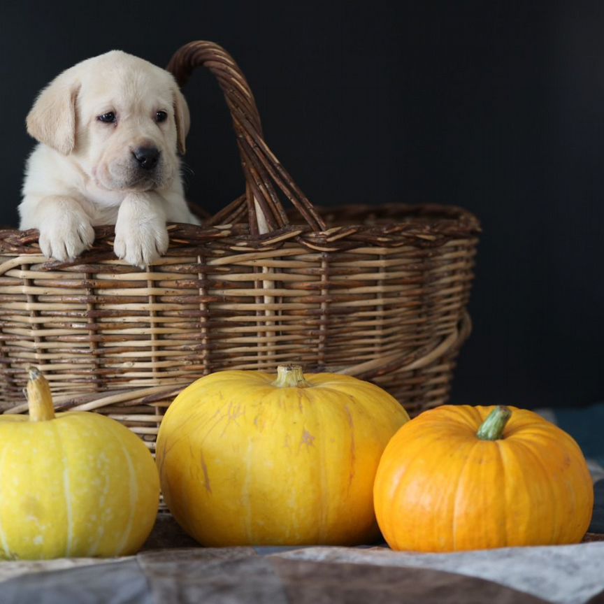 Щенки лабрадора купить Екатеринбург, Оренбург