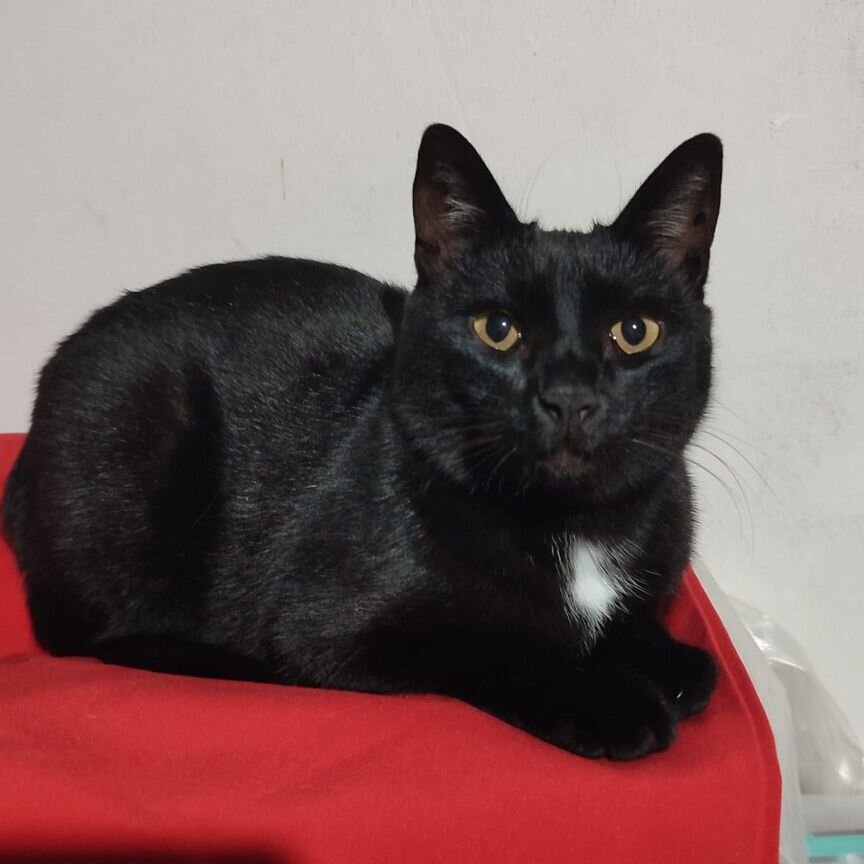 Кошки в добрые руки