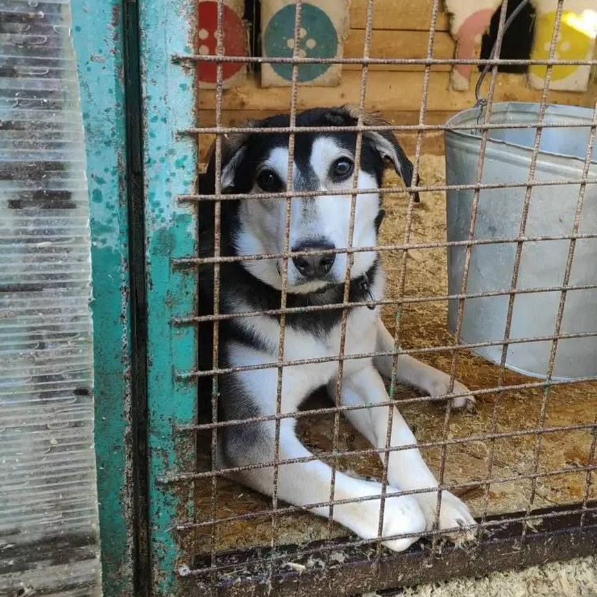 Щенок в добрые руки