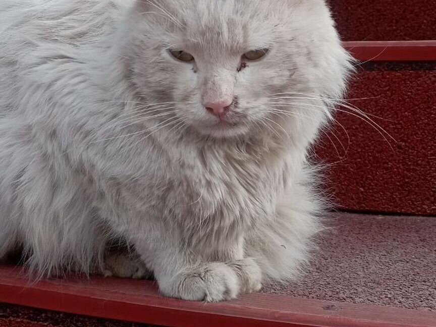 Котик в добрые руки