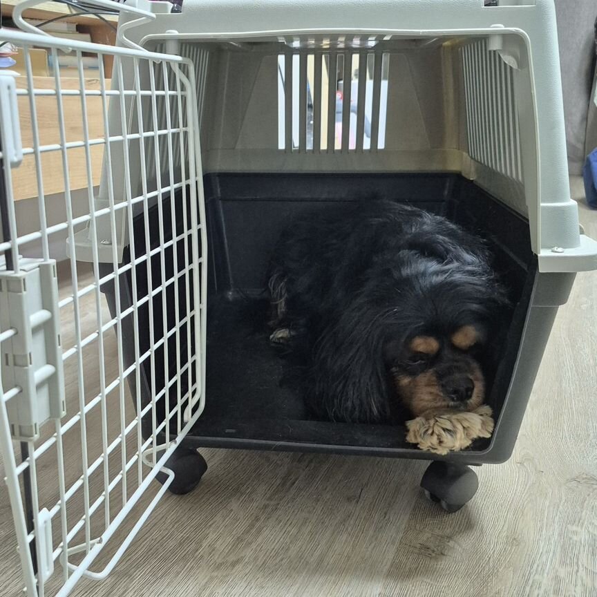 Переноска для собак Ferplast Atlas 40