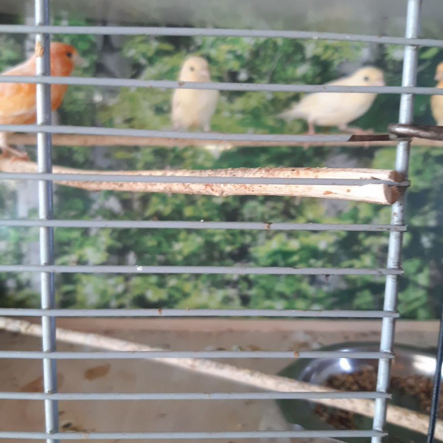 Канарейки собственного разведения